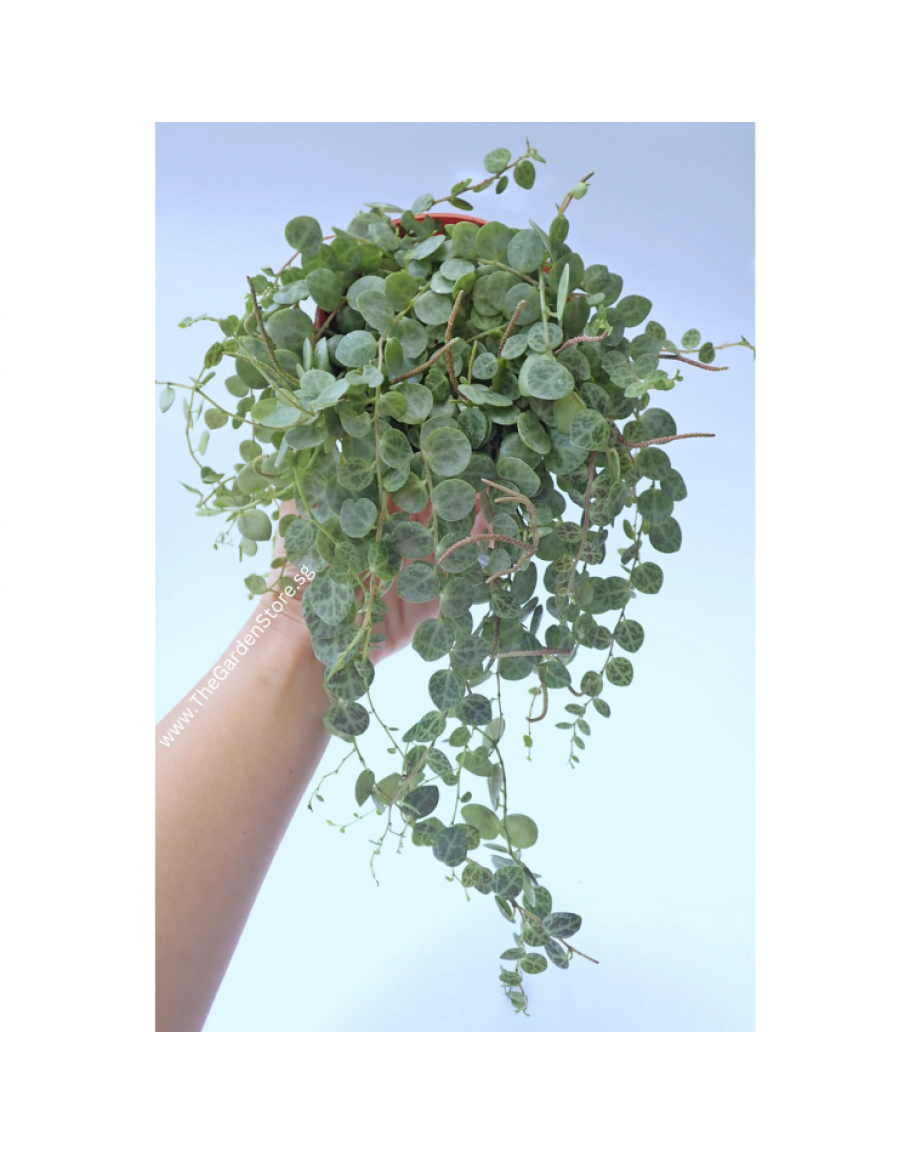String of Turtles Vine Peperomia Prostrata Potted Plant Trailing Plant